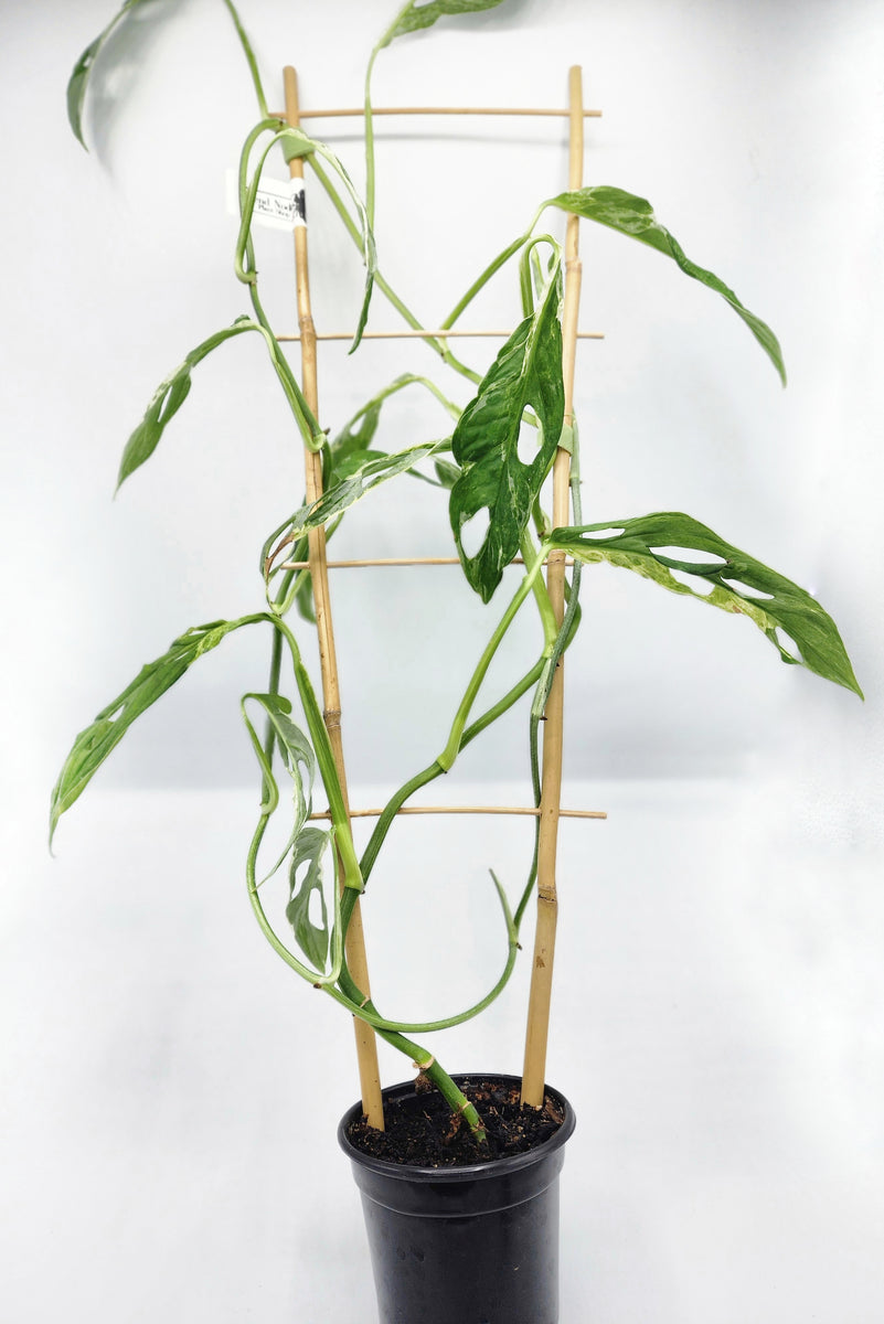 Bamboo Trellis – Send Nodes Plant Shop