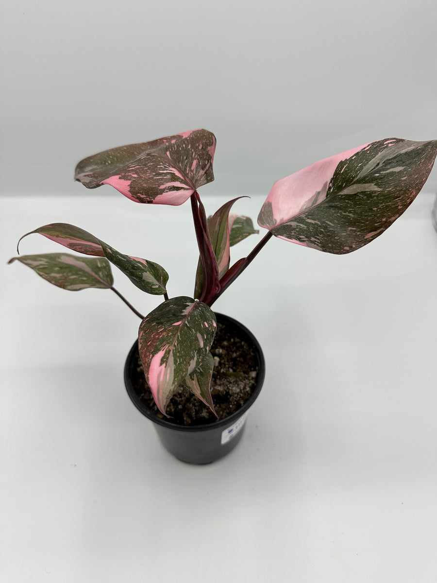 Philodendron ‘Pink Princess Marble’ 4in – Send Nodes Plant Shop