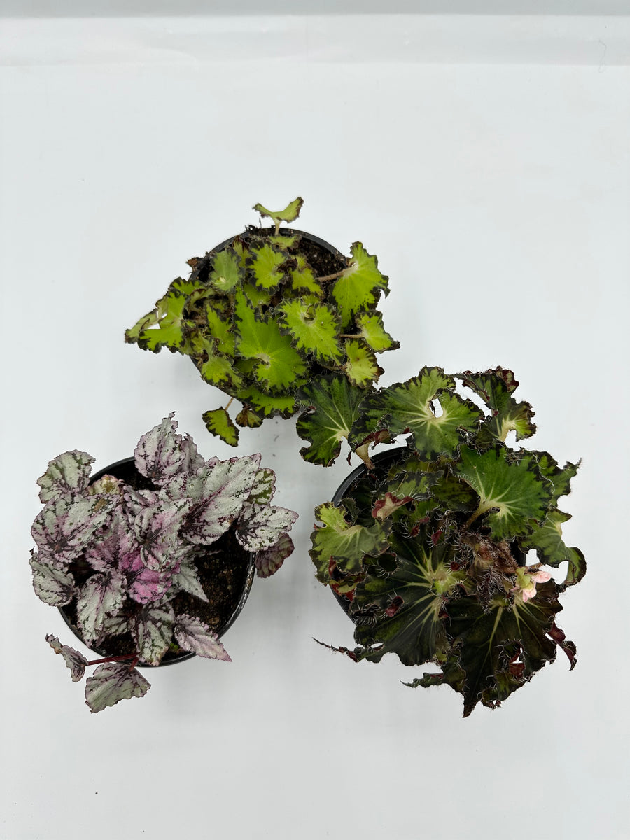 Assorted Begonia Rex 4in – Send Nodes Plant Shop