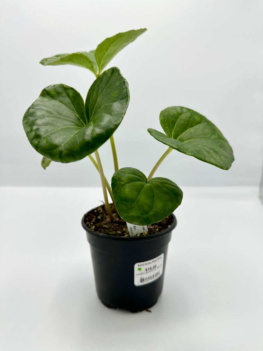Farfugium japanicum var. ‘Gigantae’ 4in – Send Nodes Plant Shop