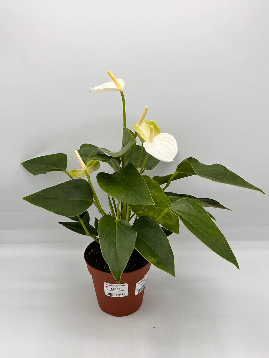 Anthurium Flowering White 4in – Send Nodes Plant Shop