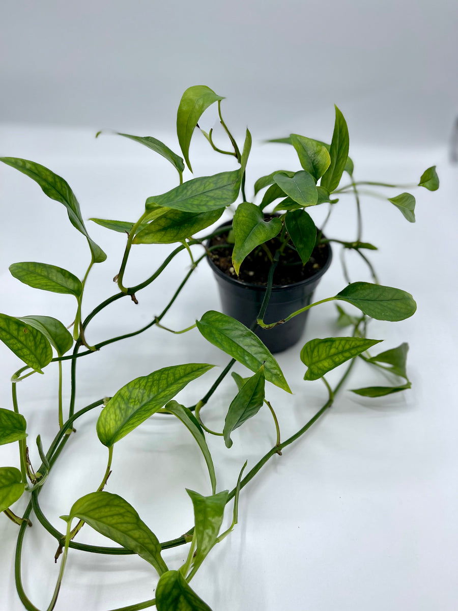 Epipremnum Pinnatum Skeleton Key 4in – Send Nodes Plant Shop