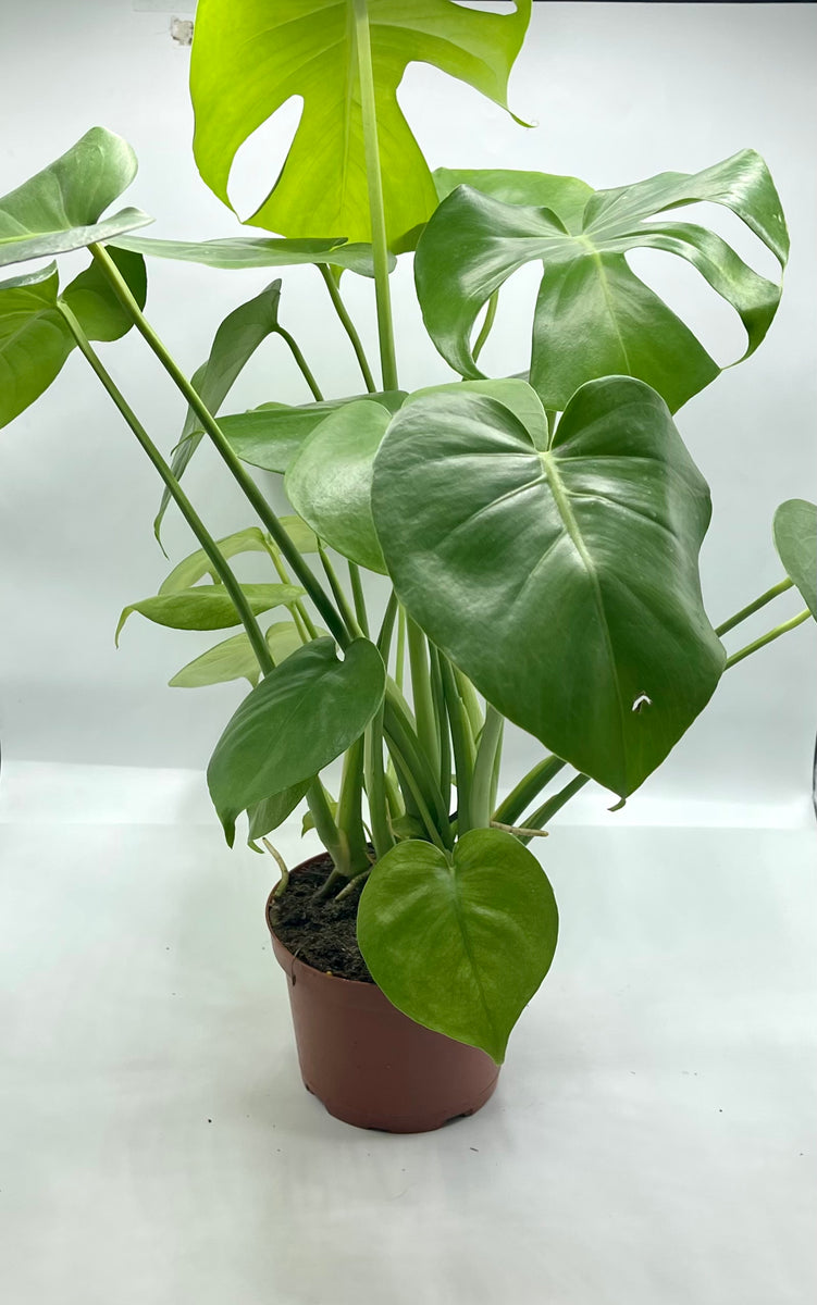 Monstera Deliciosa 6in – Send Nodes Plant Shop