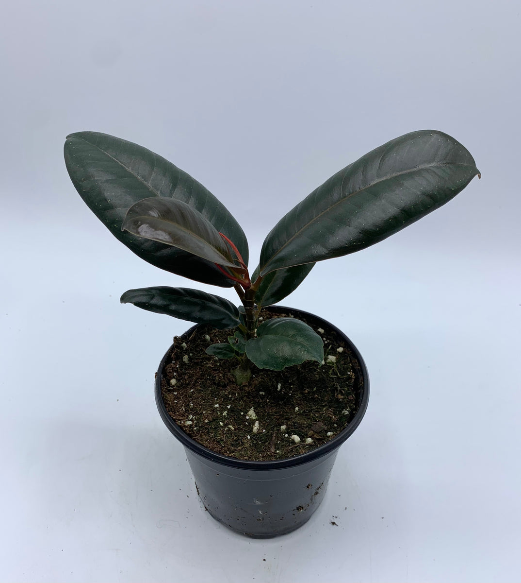Ficus Elastica ‘Burgundy’ 4in – Send Nodes Plant Shop